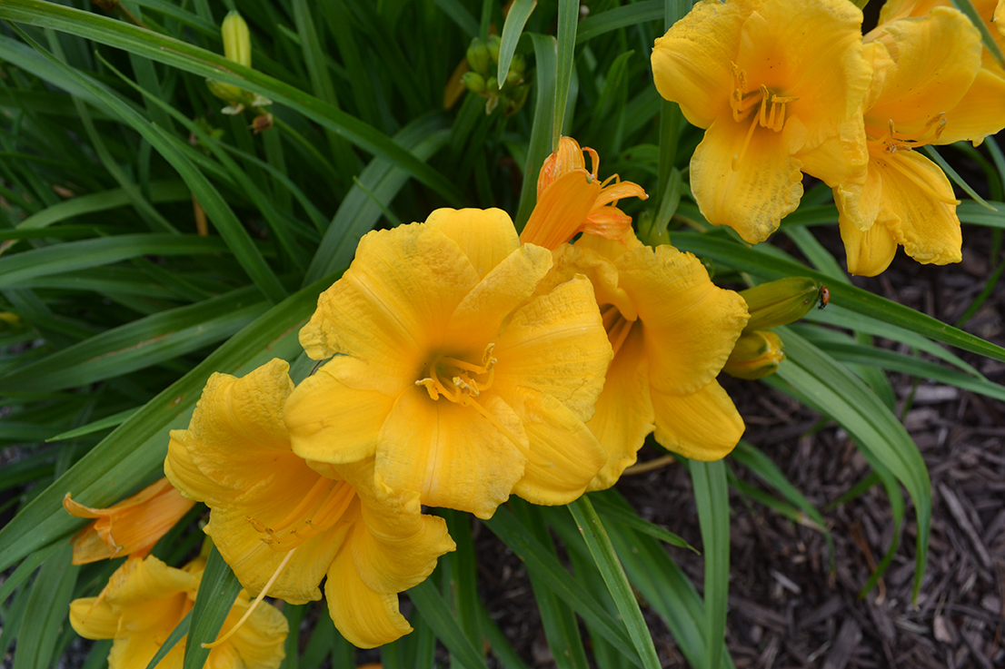 JRT NURSERIES Inc
