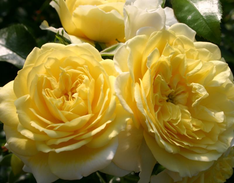 JRT NURSERIES Inc