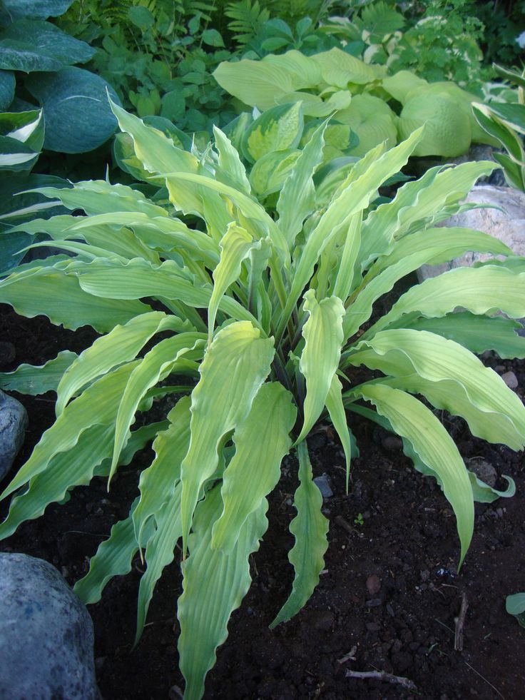 JRT NURSERIES Inc